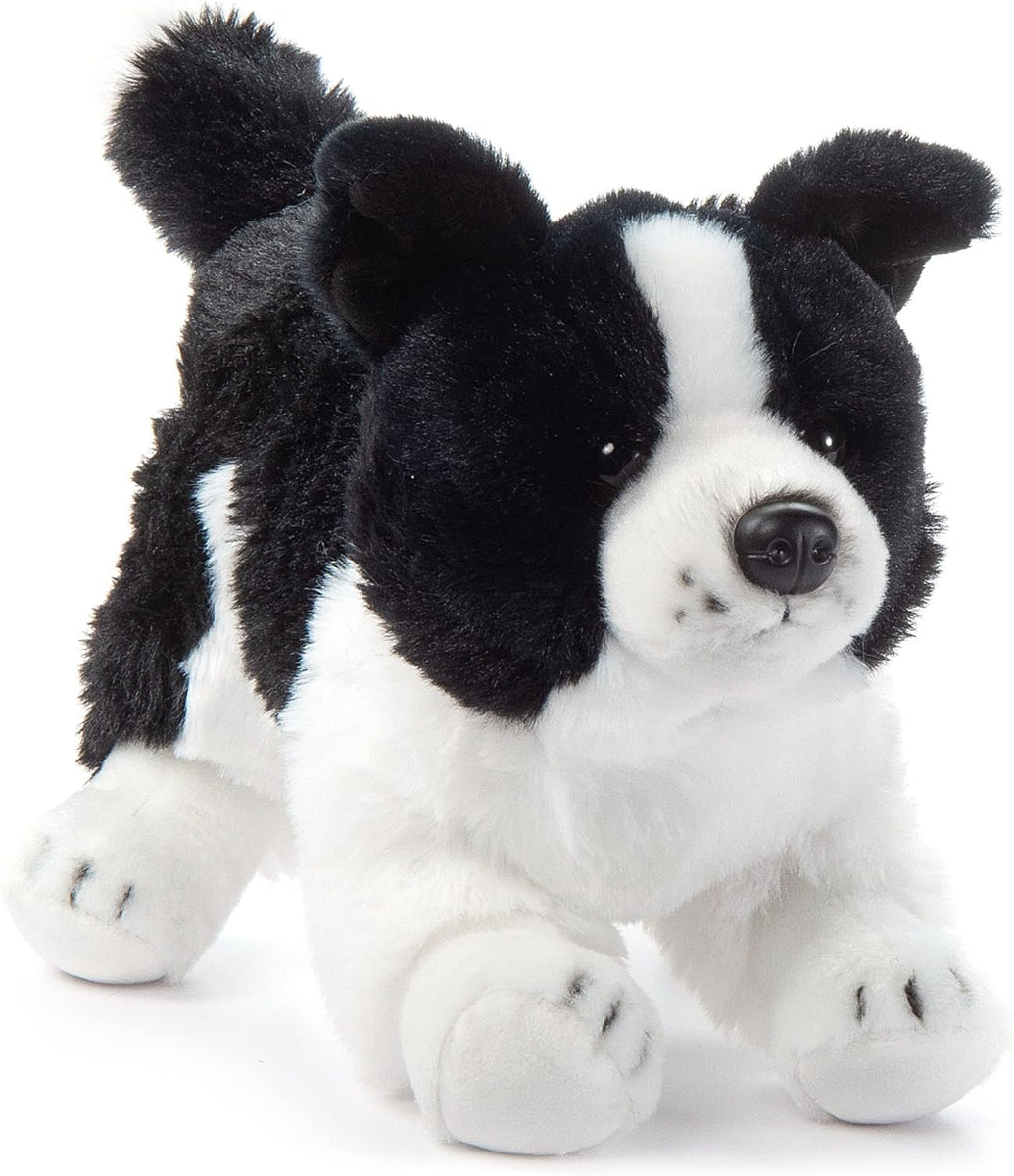Border Collie 12